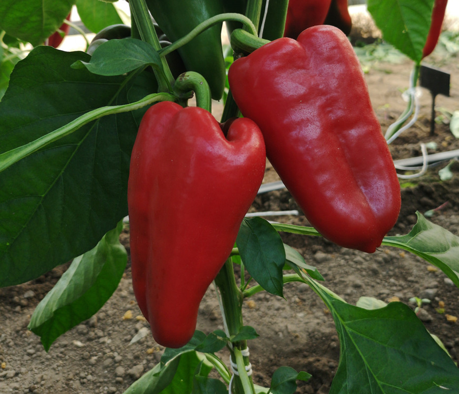 Paprika Krypton F1 Capsico Kápia ZFW - 100 szem - Profi kert