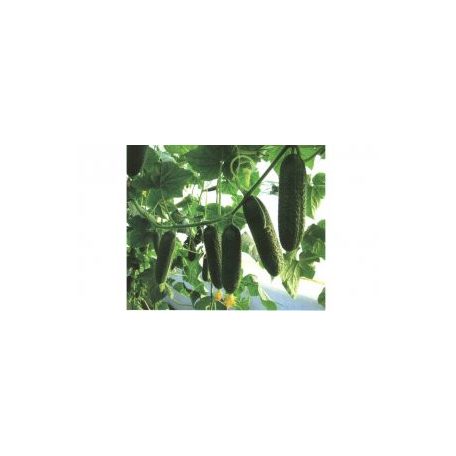 Uborka Monolit F1 - 500 szem - online-gazda.hu