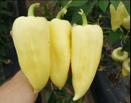 Paprika Polaris F1 Capsico - 1000 szem - Profi kertészek, pr
