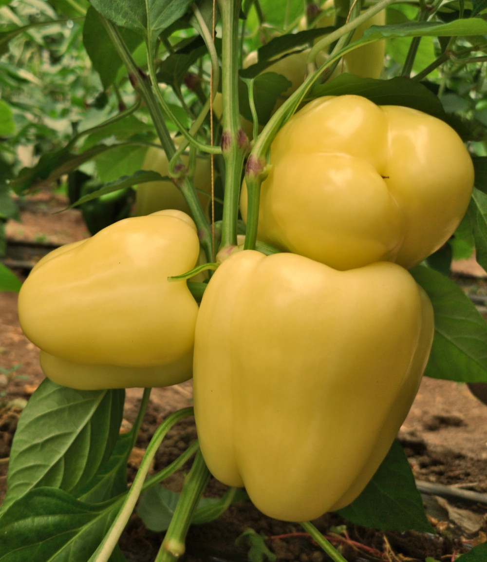 Paprika Goldano F1 Capsico - 1000 szem - Profi kertészek, pr