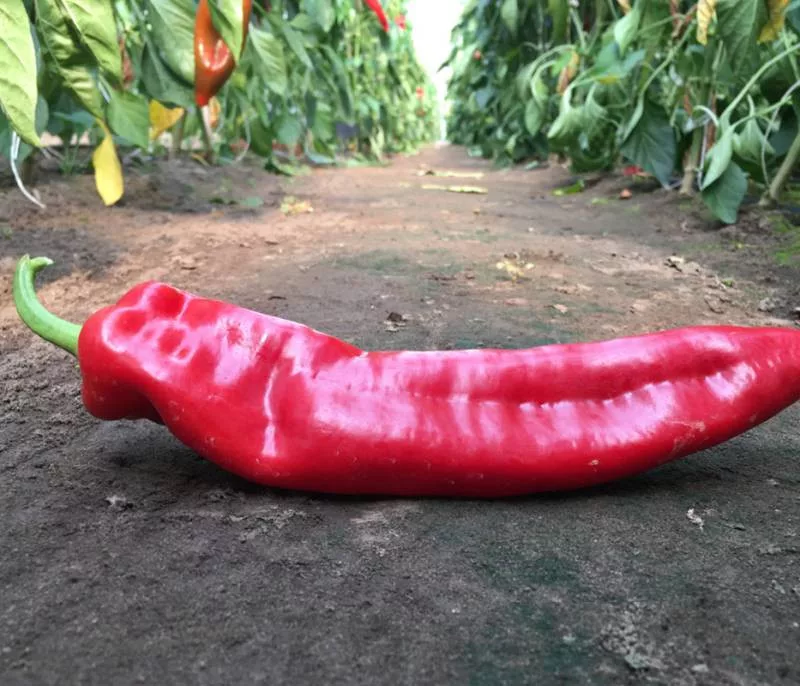 Paprika Delicado F1 Bocskor Capsico - 1000 szem - Online Gaz