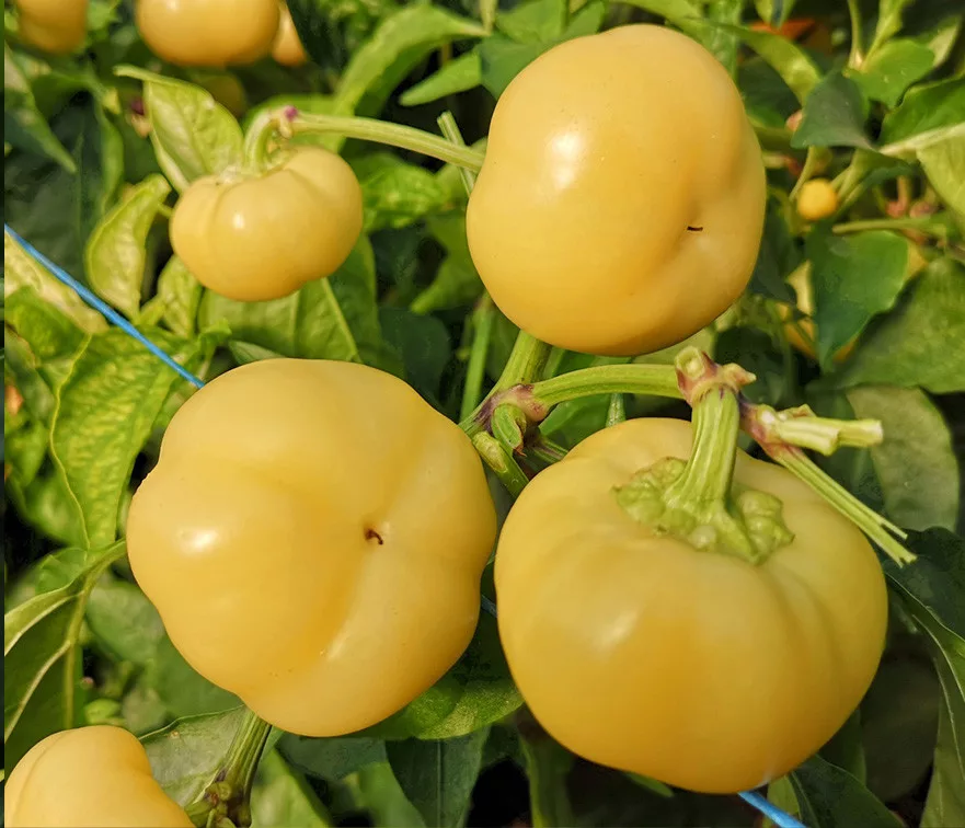 Paprika Steffi F1 Capsico - 100 szem - Online Gazda - Profi