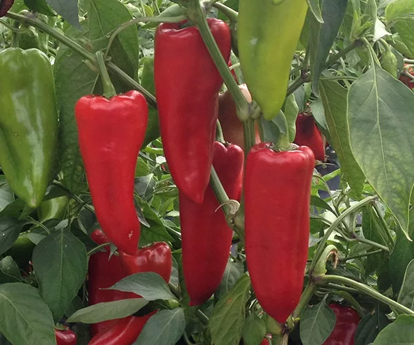 Paprika Kapitány F1 Duna - 250 szem - Online Gazda - Profi k