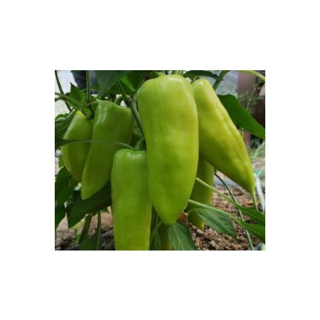 Paprika Octavia F1 Capsico ZFW - 100 szem - Profi kertészek,