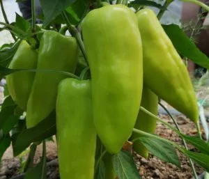 Paprika Octavia F1 Capsico - 100 szem - Online Gazda - Profi