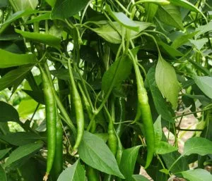 Paprika Maidano F1 Chili Capsico - 100 szem - Online Gazda